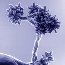 Myxobacteria - Alchetron, The Free Social Encyclopedia